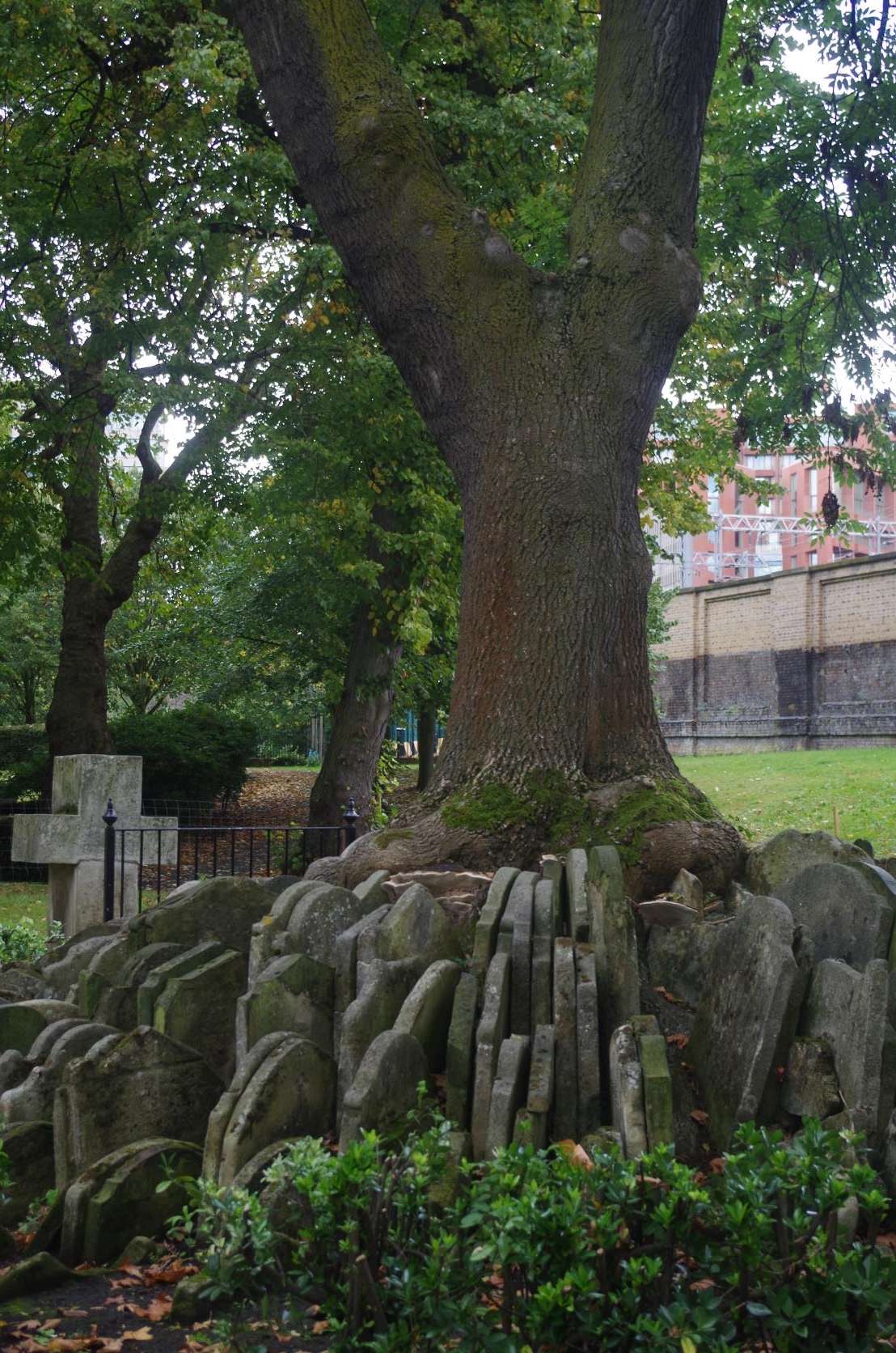 HardyTree – shadows fly away